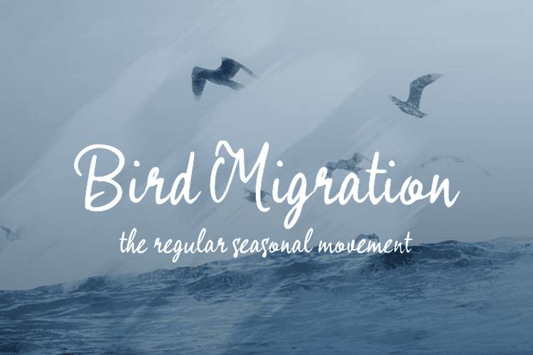Bird Migration Font - wepfont